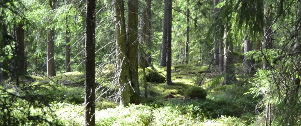 Naturvård – Alvesta Kommun